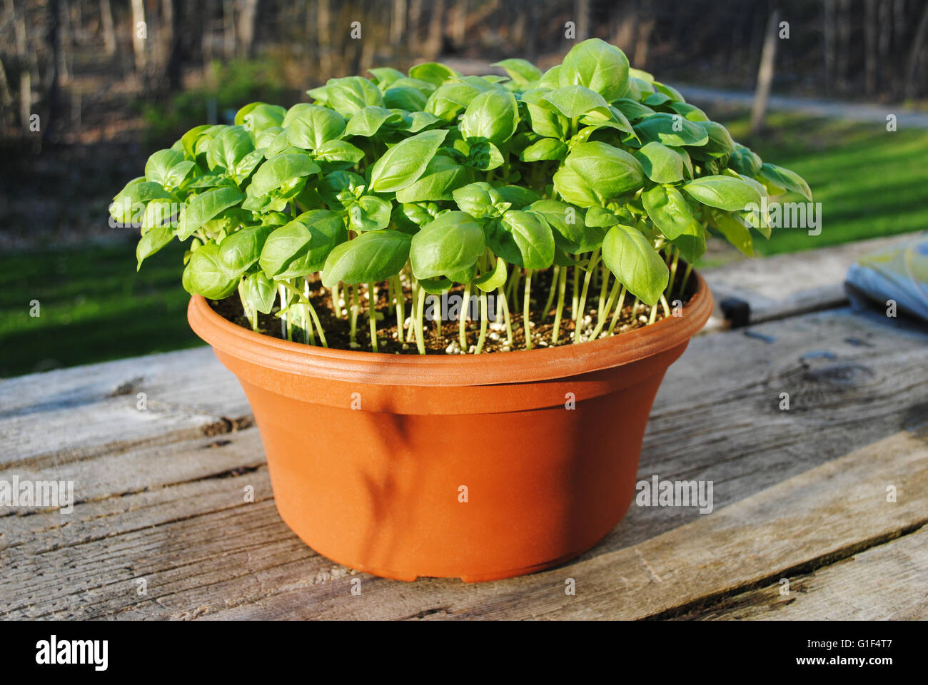 Large Healthy Basil Herb Plant Flourishing in Early Spring Stock Photo ...