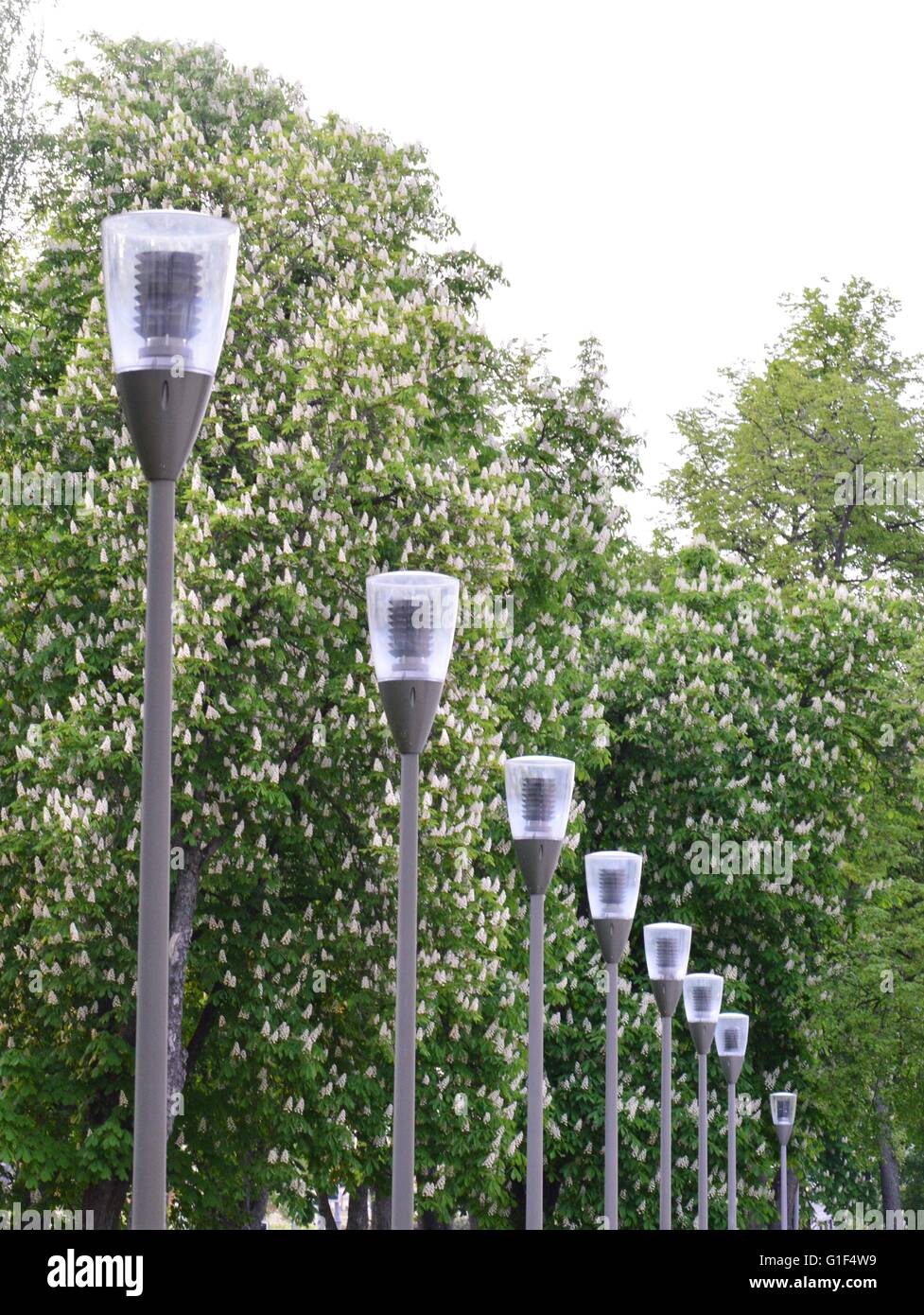 Street lighting at chestnut blossom Stock Photo - Alamy