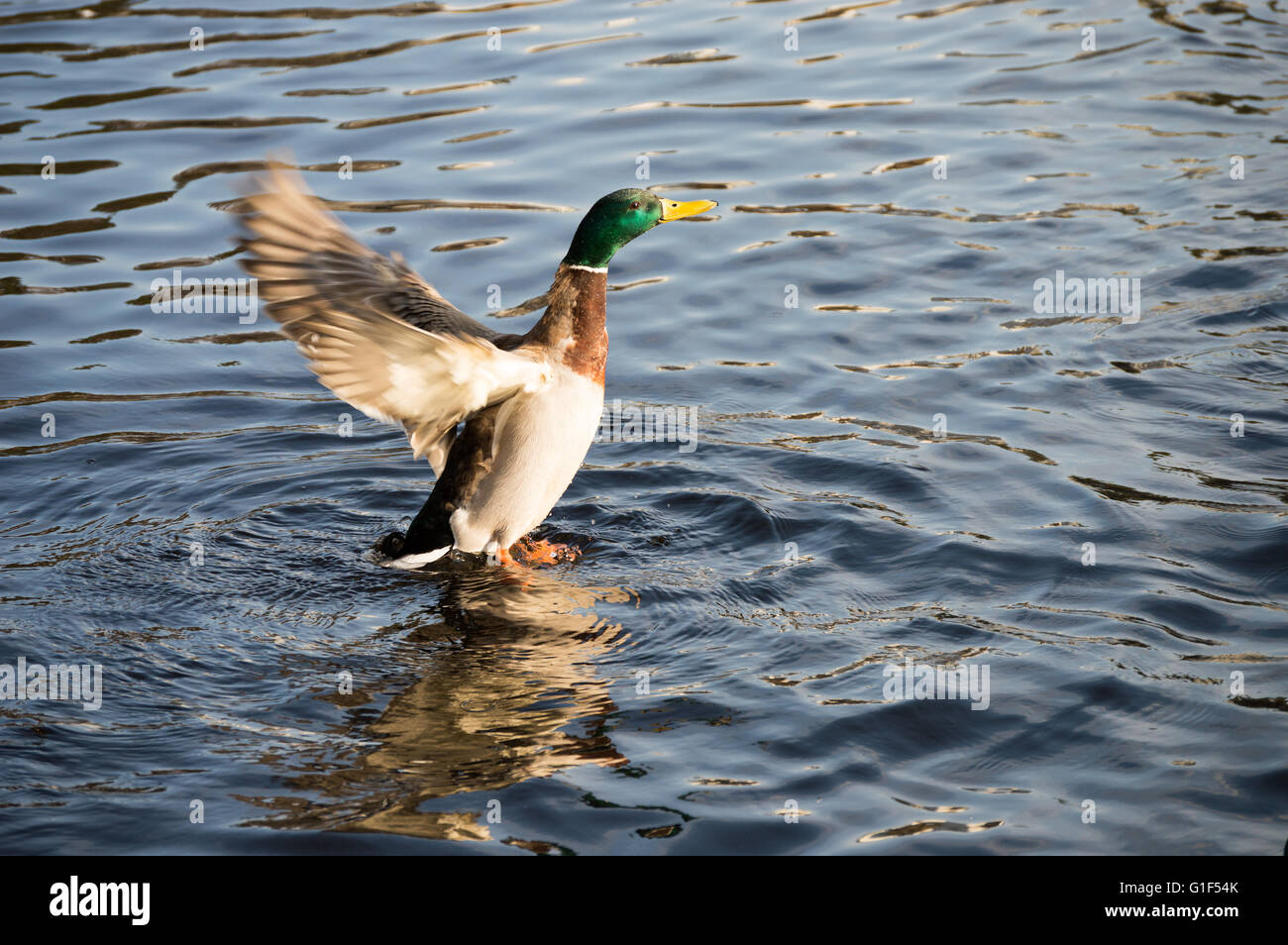 Duck trying to fly Stock Photo - Alamy