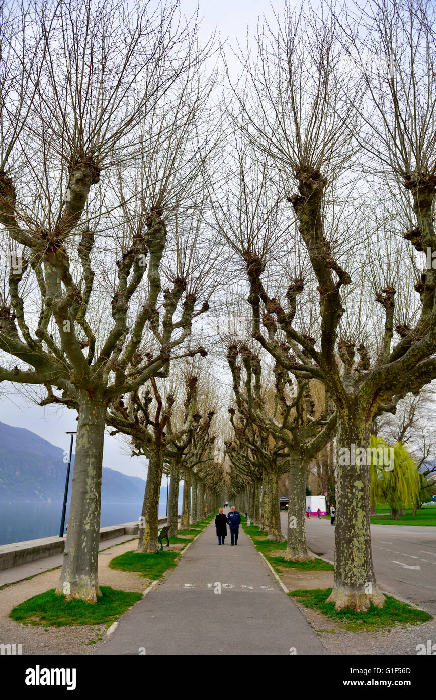 Pollarded plane tree hi-res stock photography and images - Alamy
