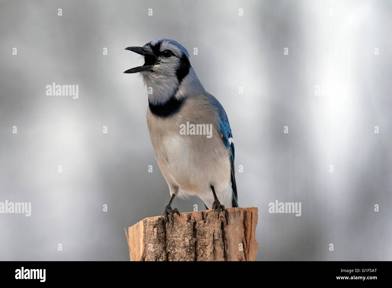 Blue jay calls from fencepost Stock Photo - Alamy
