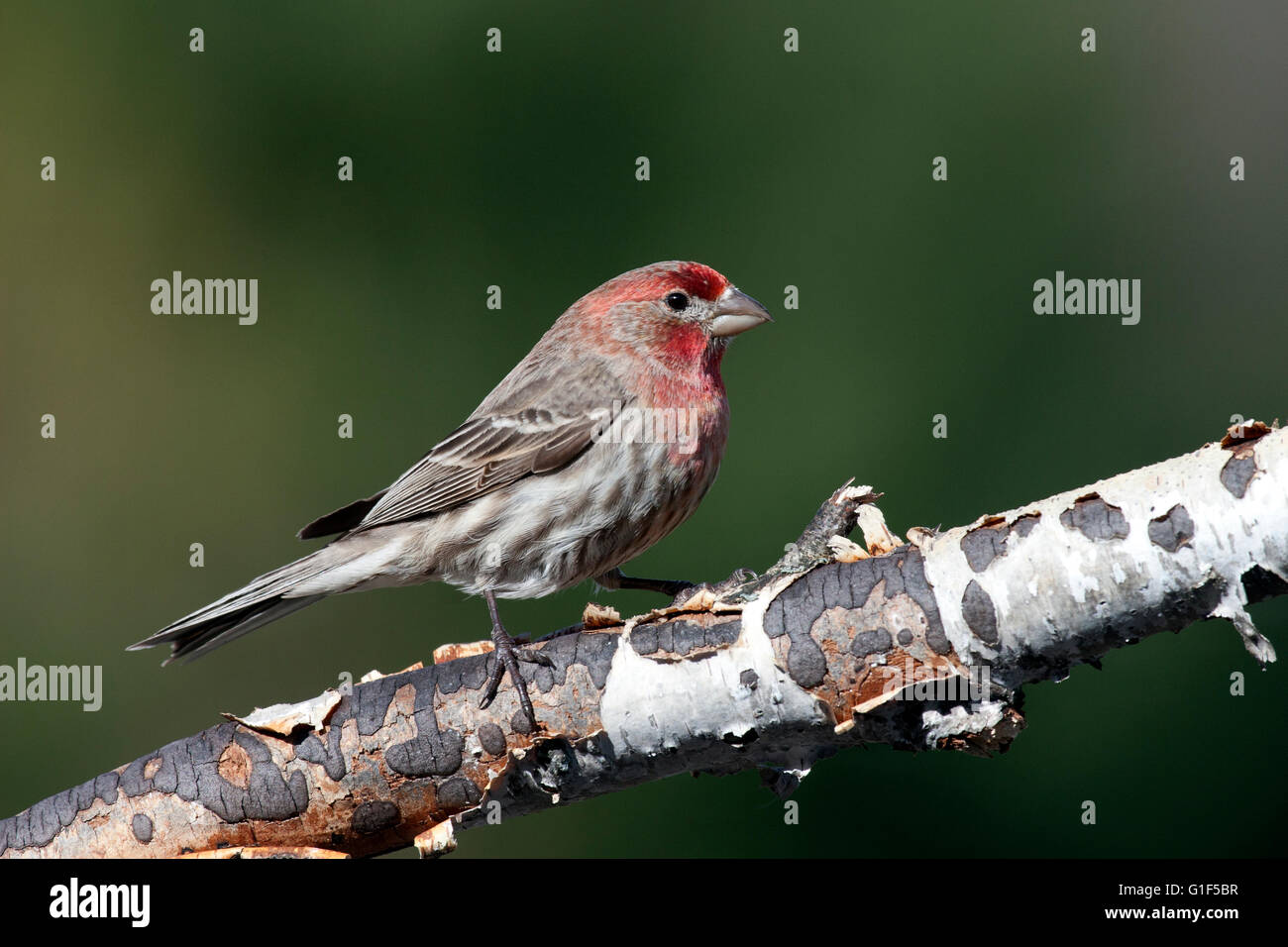 Birch finch hi-res stock photography and images - Alamy
