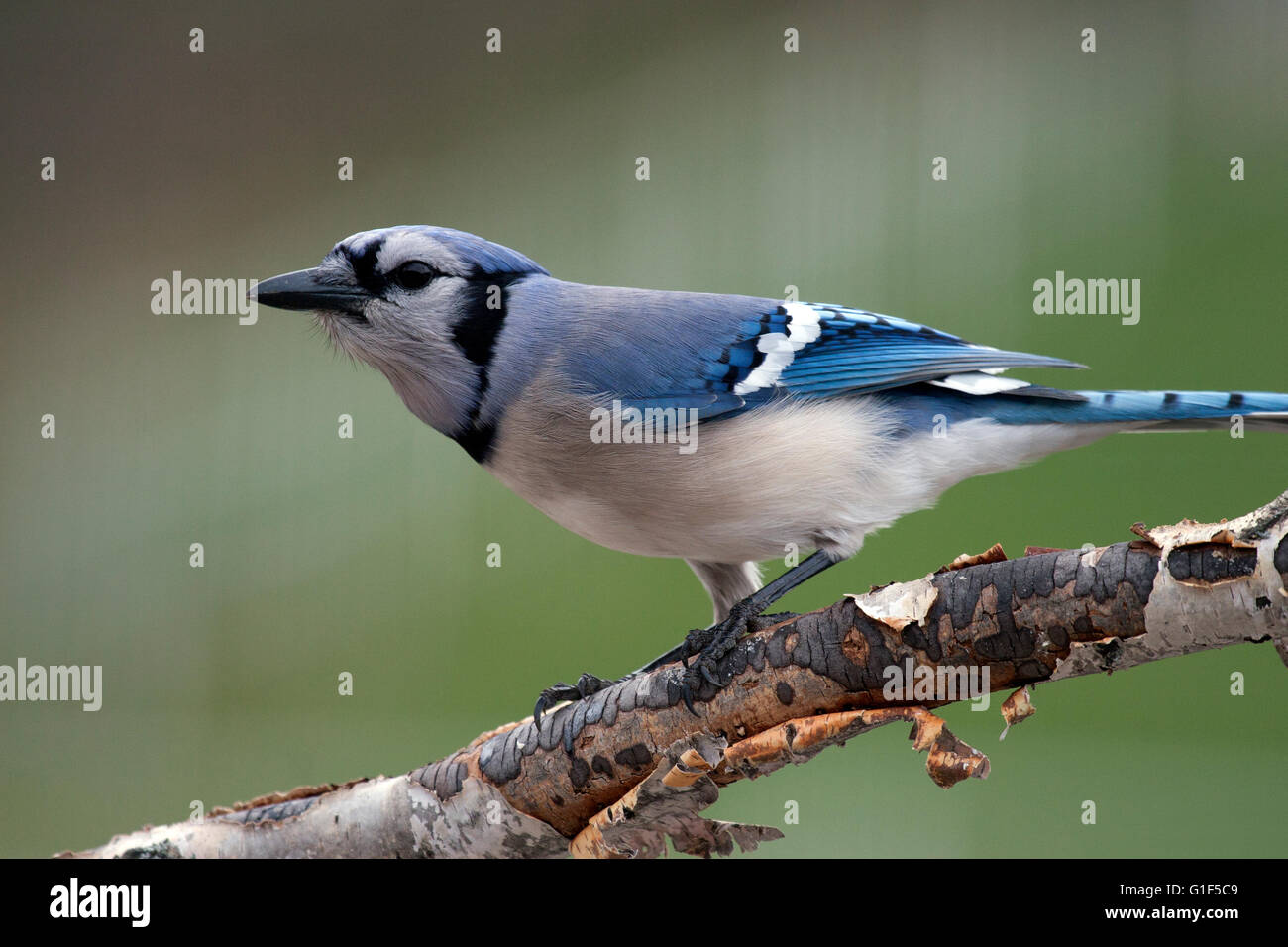 Bird songbird birds hi-res stock photography and images - Alamy