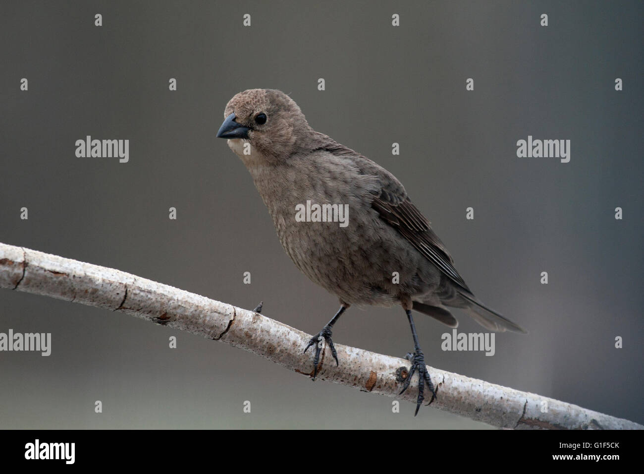 Female brown headed cowbird hi-res stock photography and images - Alamy