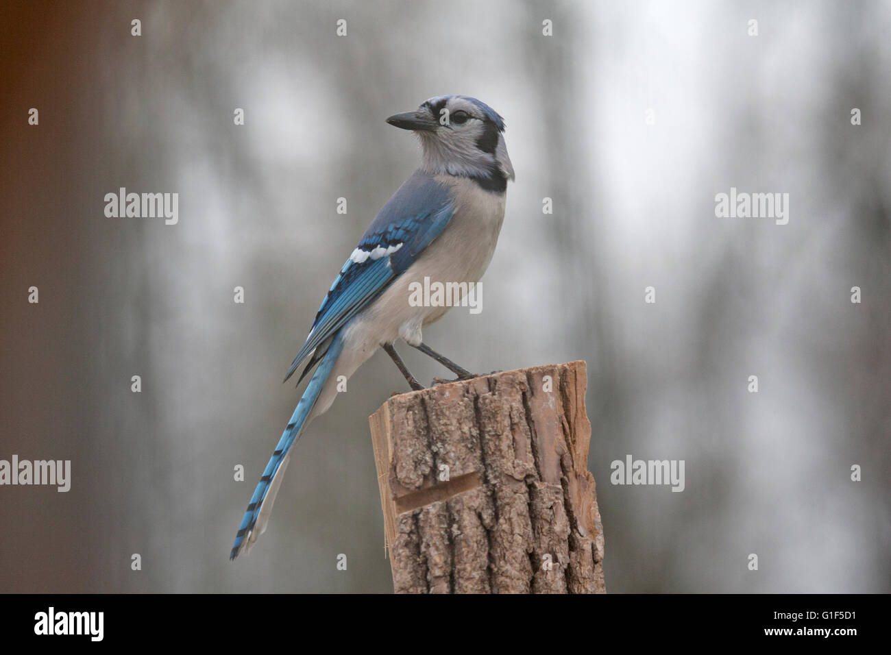 Blue jay on birch branch hi-res stock photography and images - Alamy