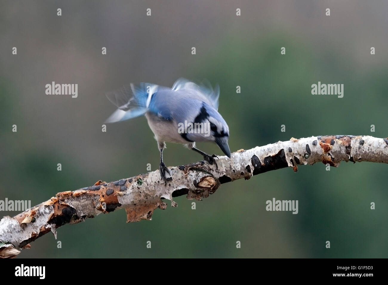 Blue jay begins take-off from birch branch perch Stock Photo - Alamy