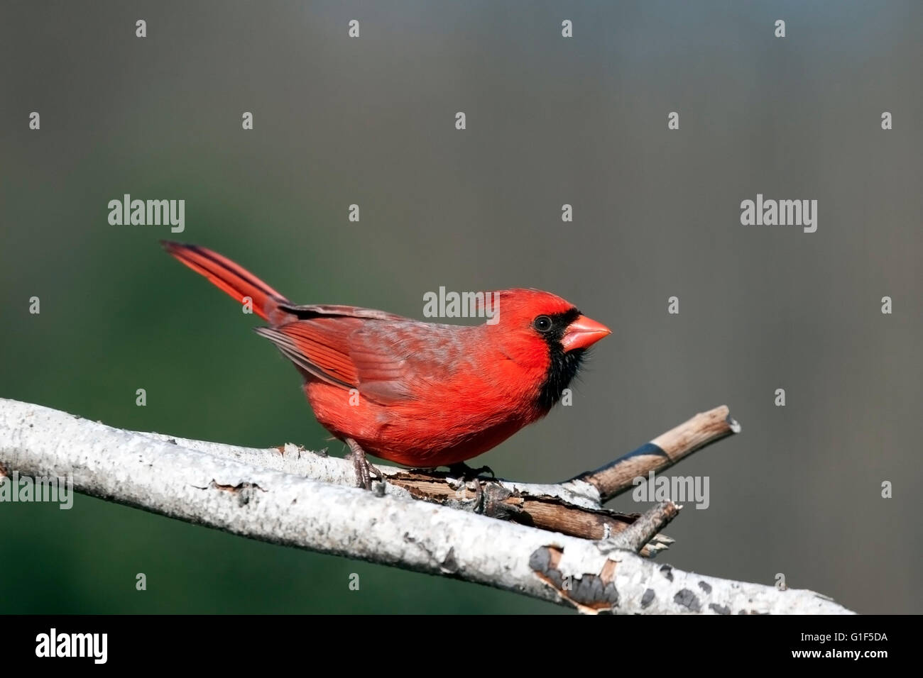 Crouching bird hi-res stock photography and images - Alamy