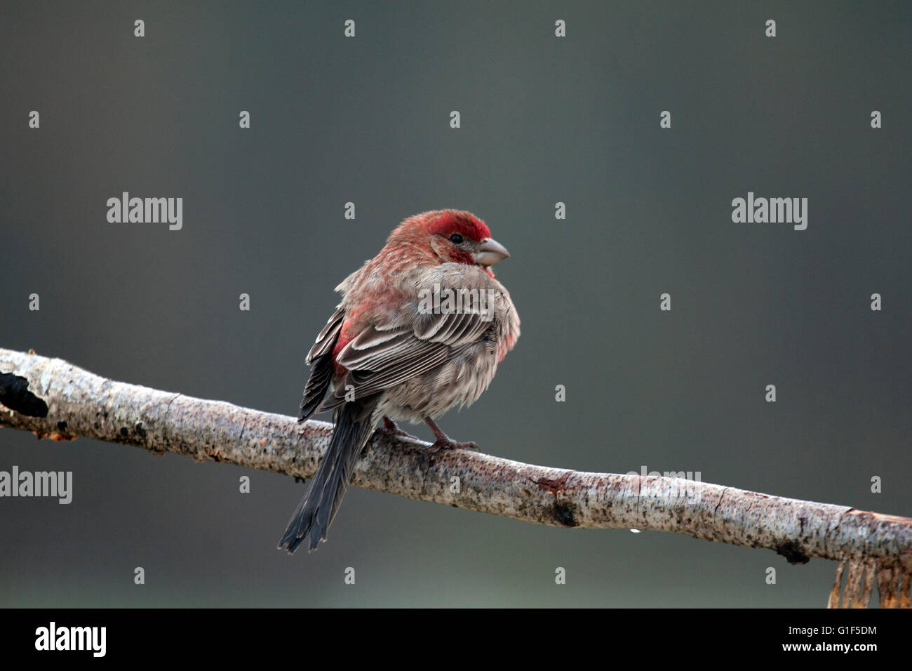 Male house finch perches hi-res stock photography and images - Alamy