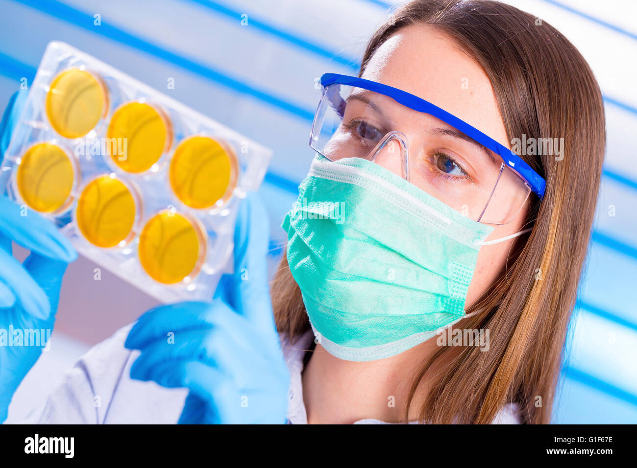 MODEL RELEASED. Female lab technician holding petri dishes Stock Photo ...