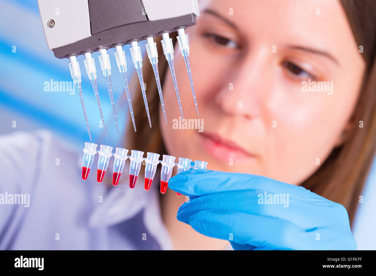 MODEL RELEASED. Female lab technician using micro pipette and micro ...