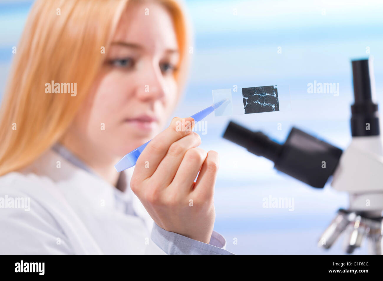 MODEL RELEASED. Female lab technician holding microscope slide Stock ...