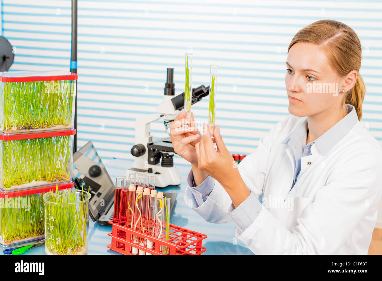 MODEL RELEASED. Female technician working in laboratory with ...