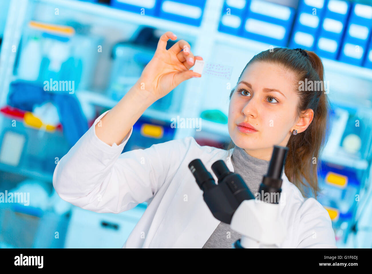 MODEL RELEASED. Female scientist holding microscope slide Stock Photo ...