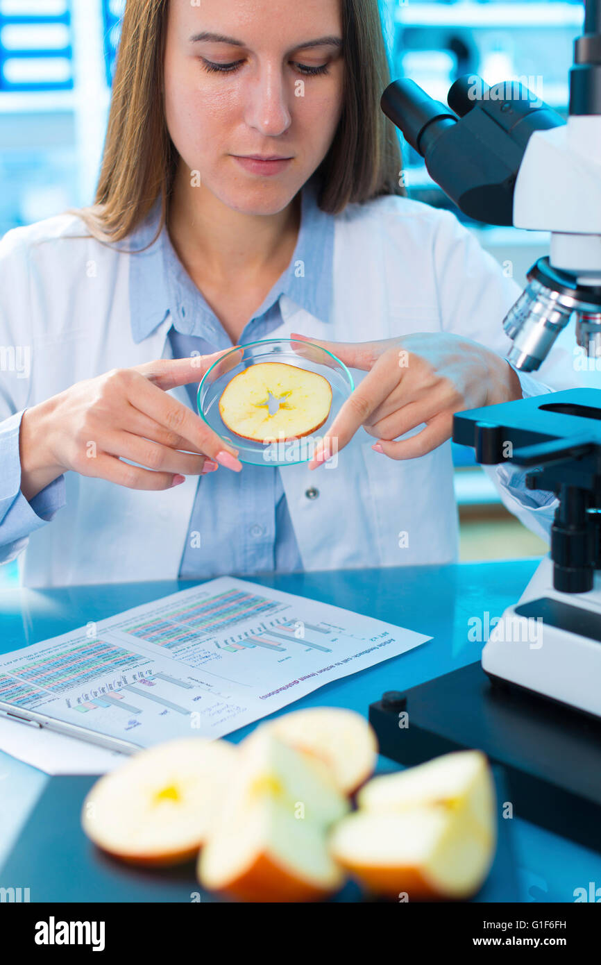 MODEL RELEASED. Female scientist studying apple in a petri dish Stock ...