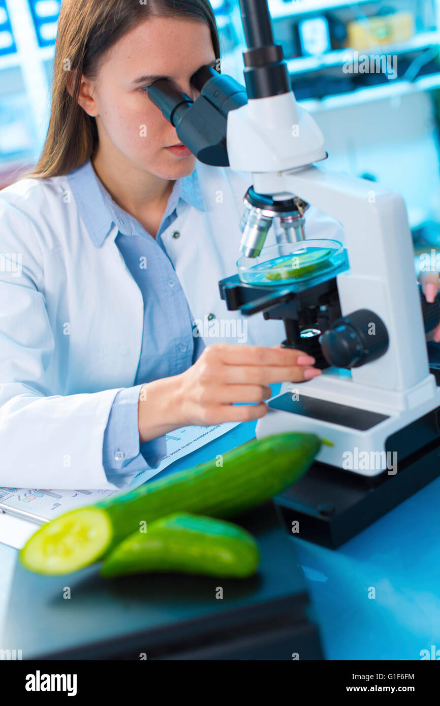 MODEL RELEASED. Female scientist studying cucumber under a microscope ...