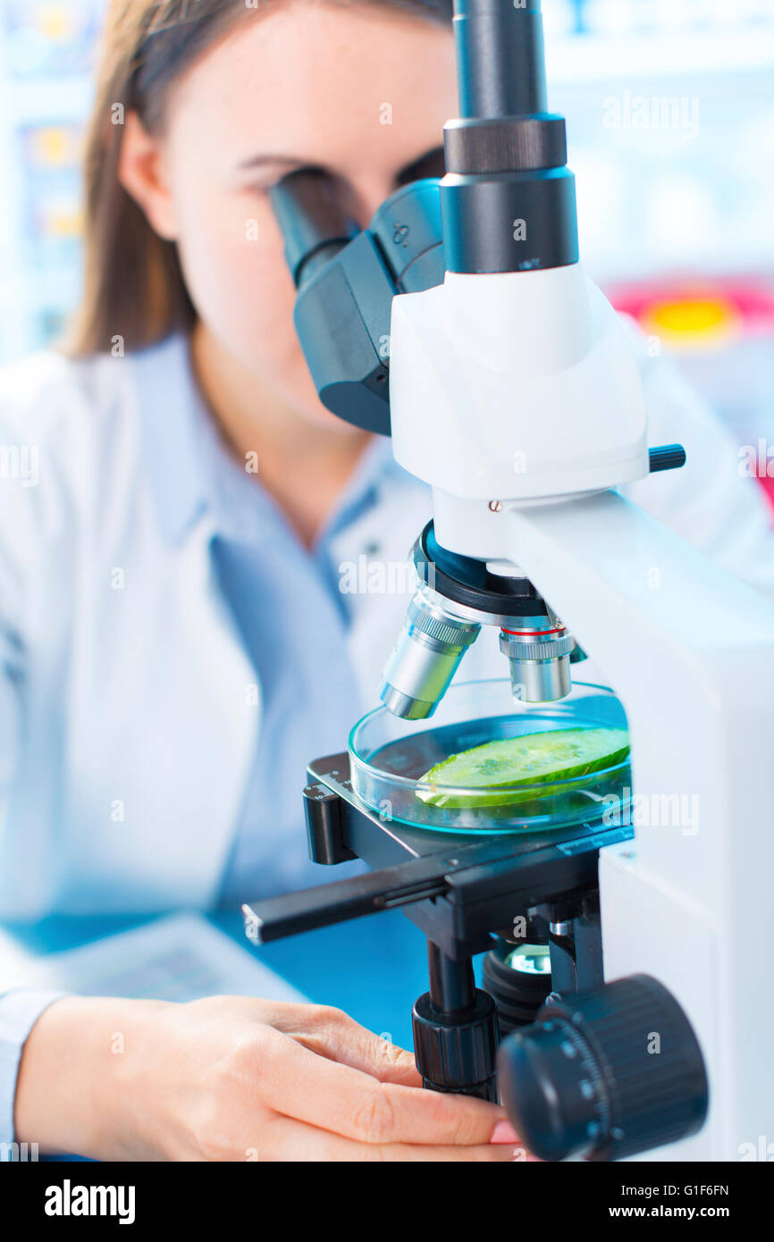MODEL RELEASED. Female scientist studying cucumber under a microscope ...
