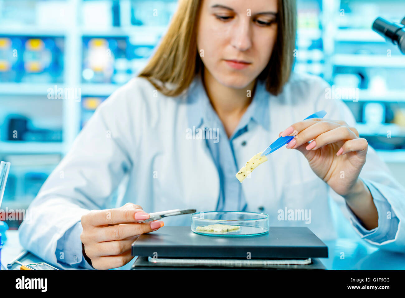 MODEL RELEASED. Female scientist testing cheese sample in a petri dish ...
