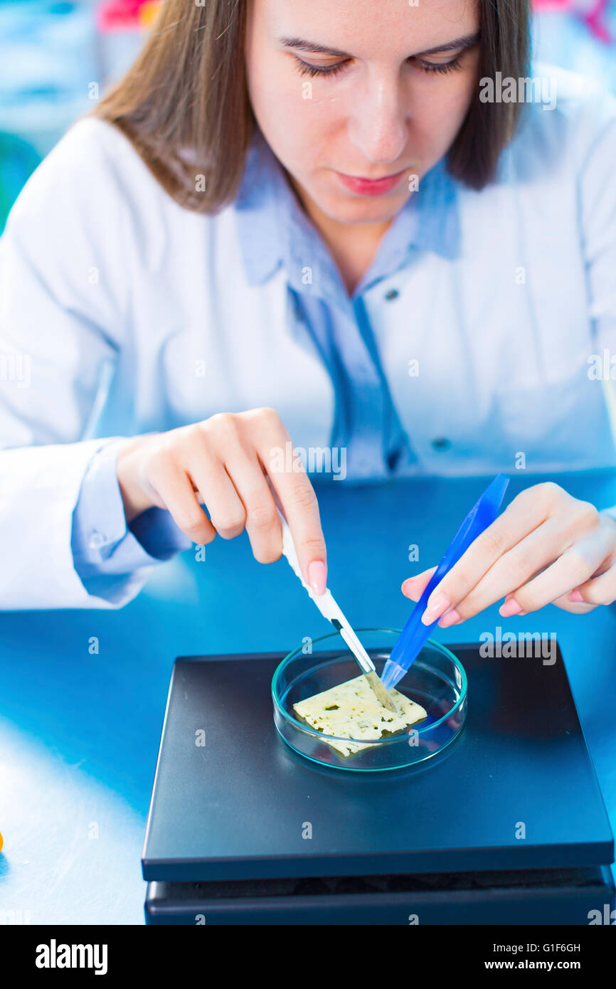 MODEL RELEASED. Female scientist testing cheese sample in a petri dish ...