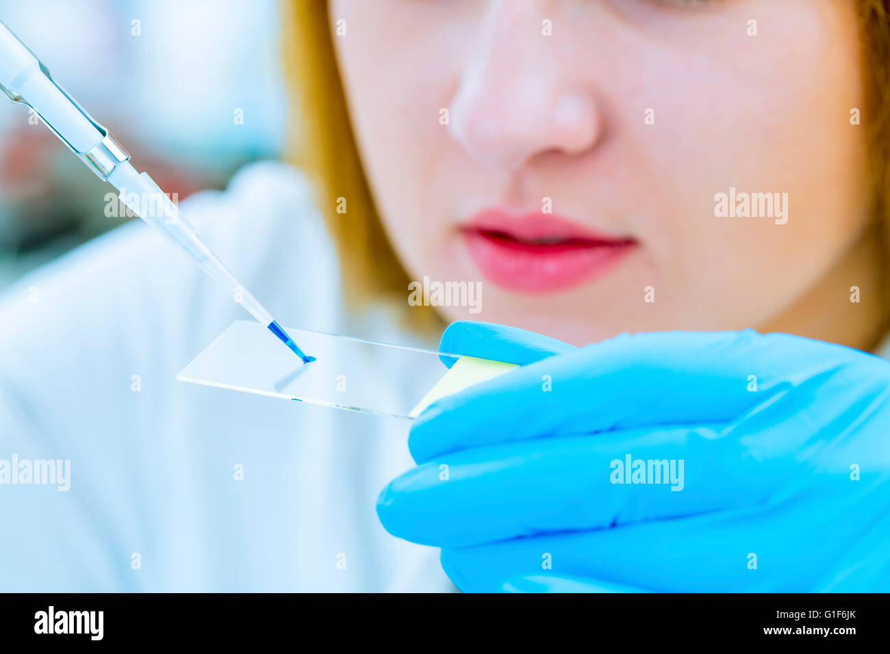 MODEL RELEASED. Female scientist holding a microscope slide and using a ...
