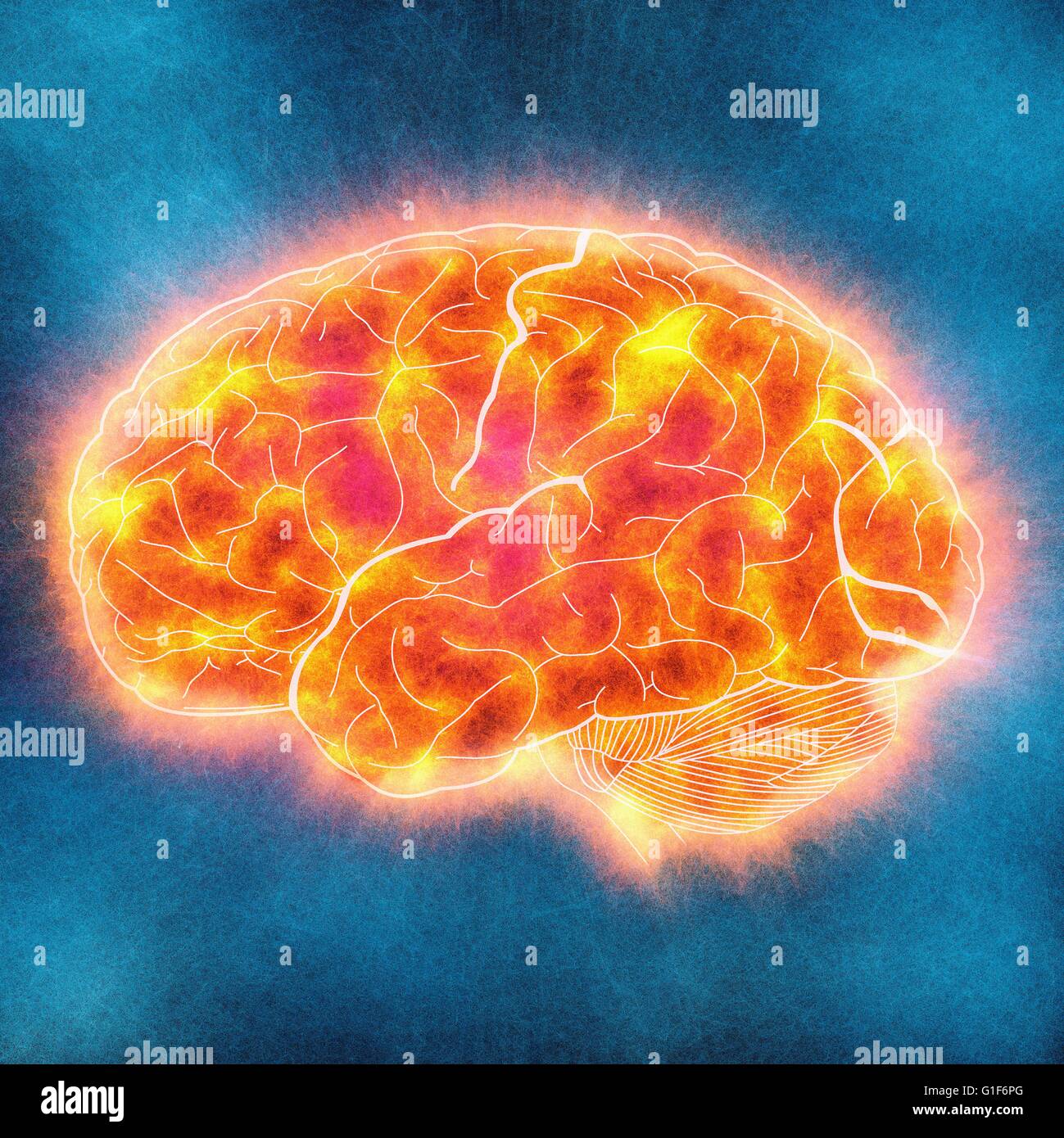 Human brain, illustration Stock Photo - Alamy