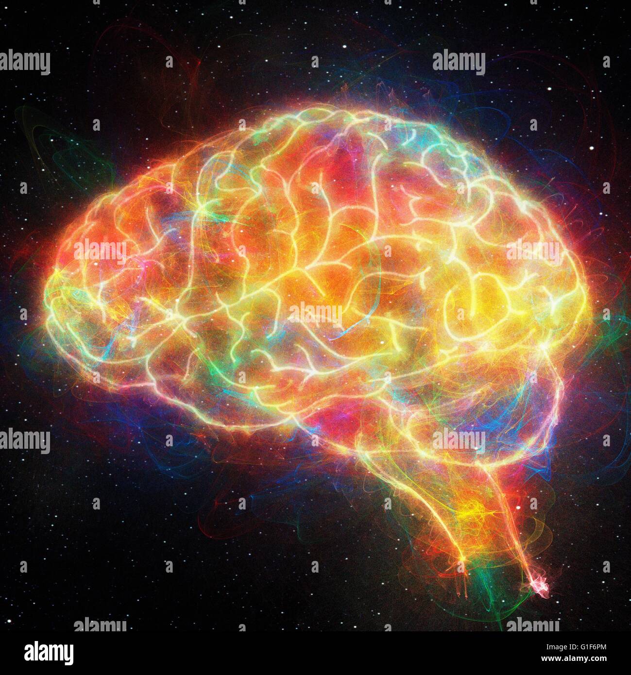 Human brain, illustration Stock Photo - Alamy