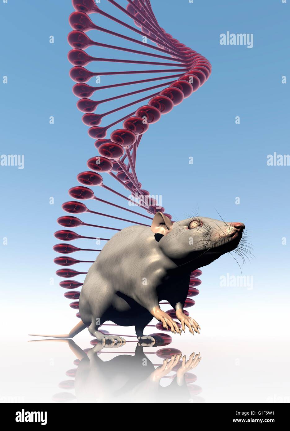 Rat and DNA, illustration Stock Photo - Alamy