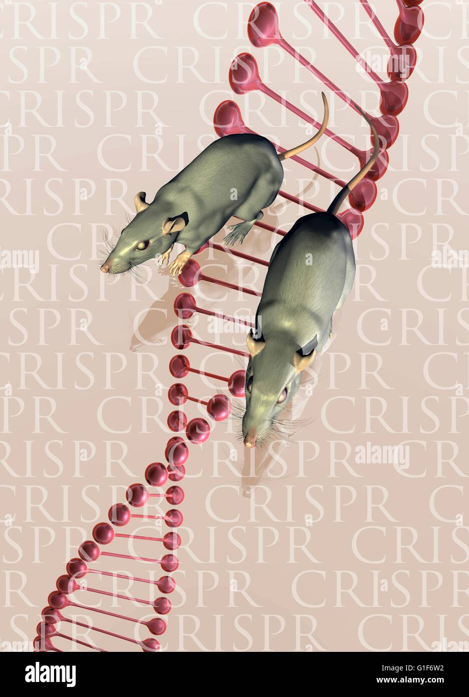 Three rats hi-res stock photography and images - Alamy