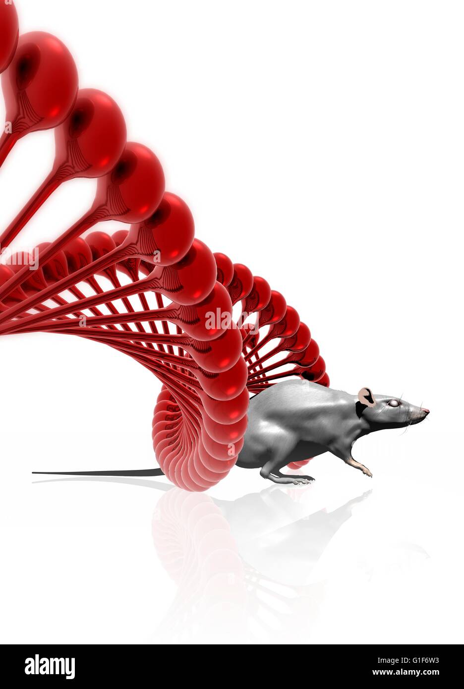 Rat and DNA, illustration Stock Photo - Alamy