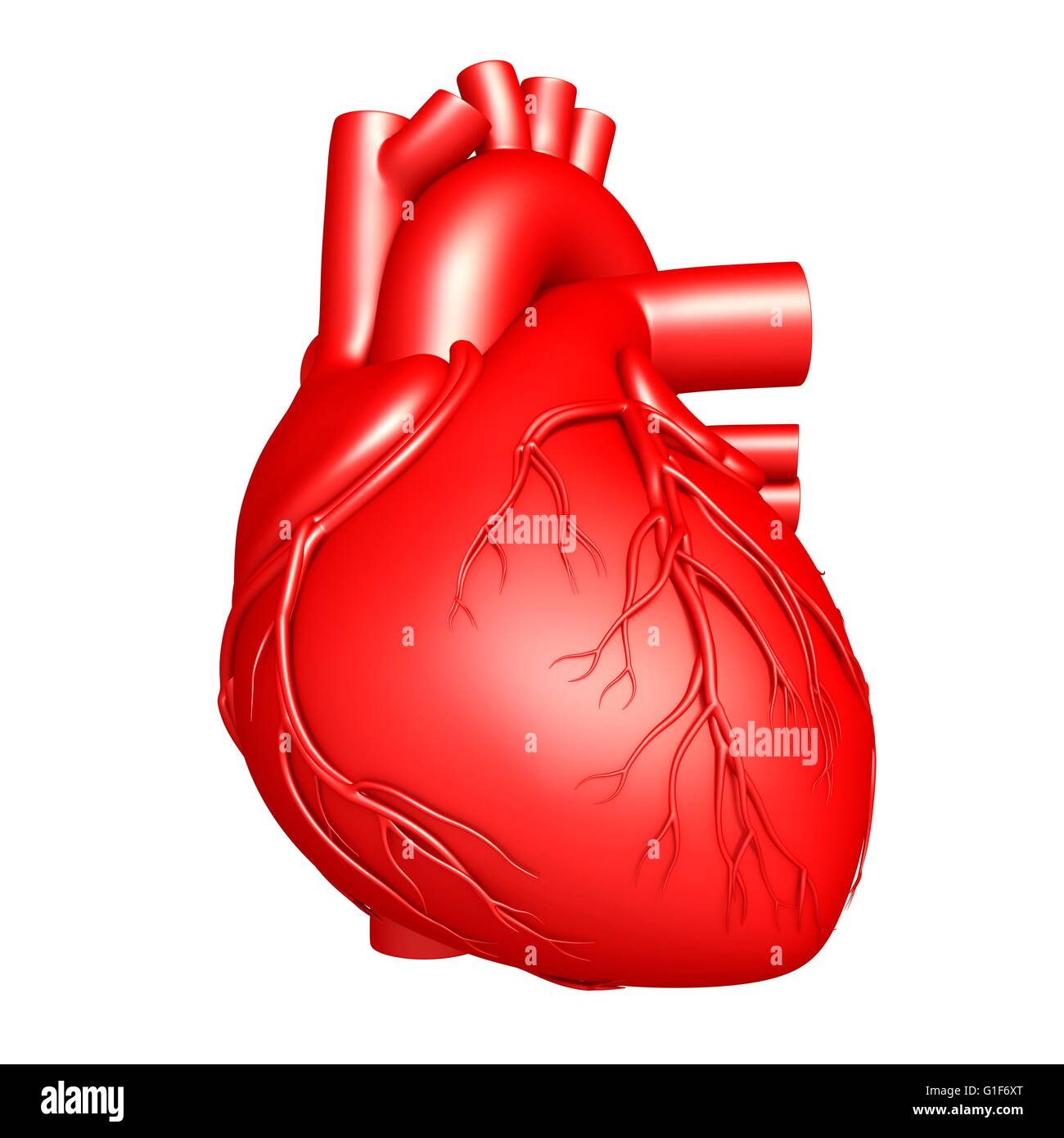 Human heart, illustration Stock Photo - Alamy