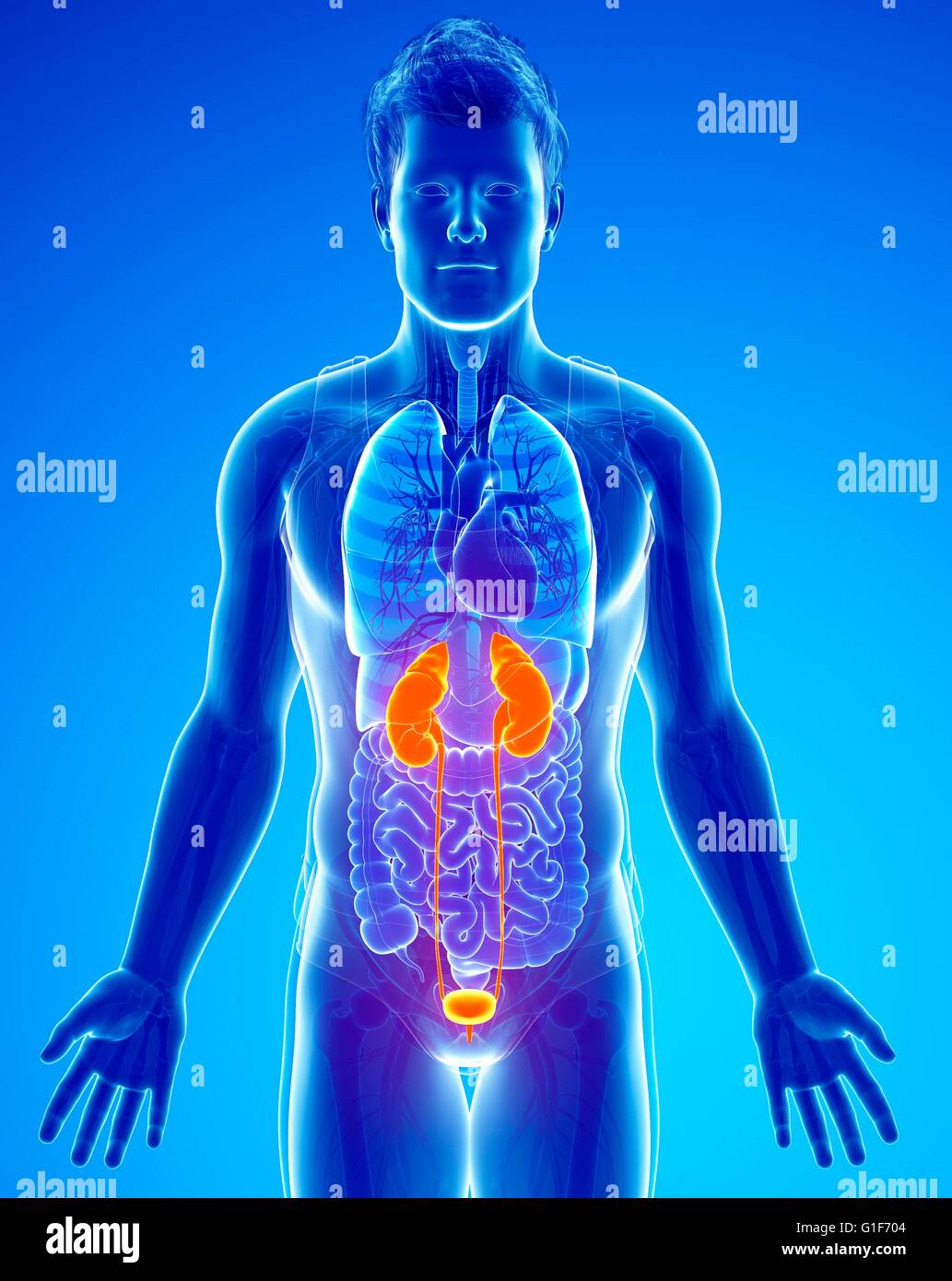 Kidneys and human and illustration hi-res stock photography and images ...