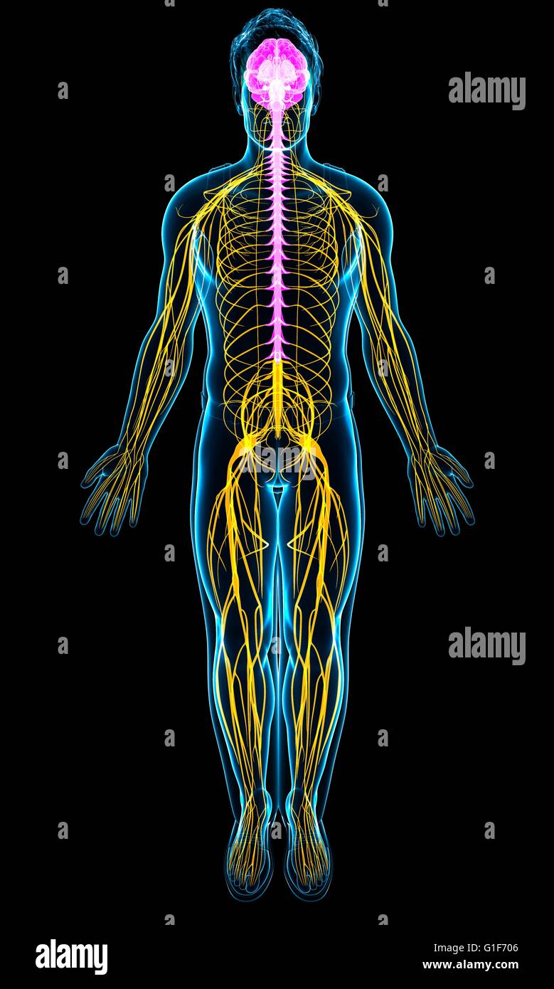 Human nervous system, illustration Stock Photo - Alamy