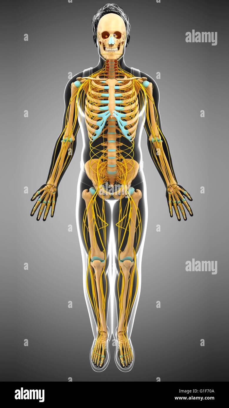 Skeletal System Diagram Brain Neurons Nervous System • Structure
