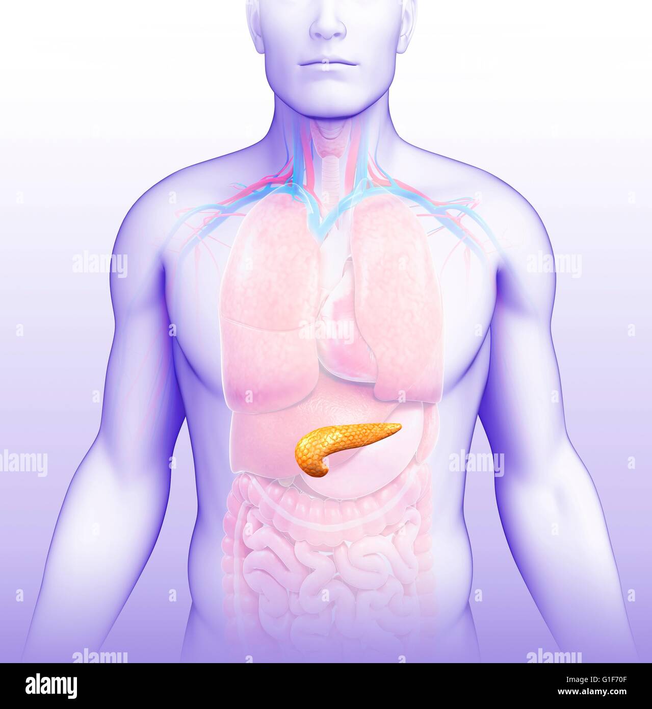 Human pancreas, illustration Stock Photo - Alamy