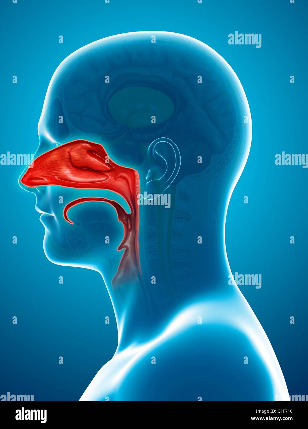 Nasal cavity hi-res stock photography and images - Alamy