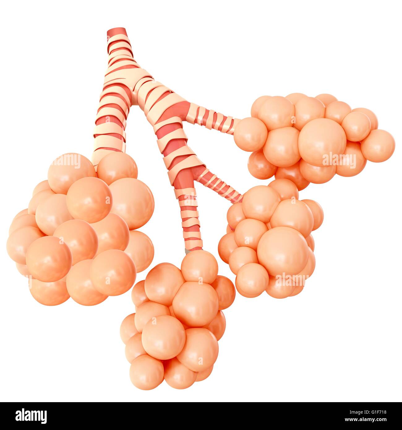 Healthy lung alveoli hi-res stock photography and images - Alamy