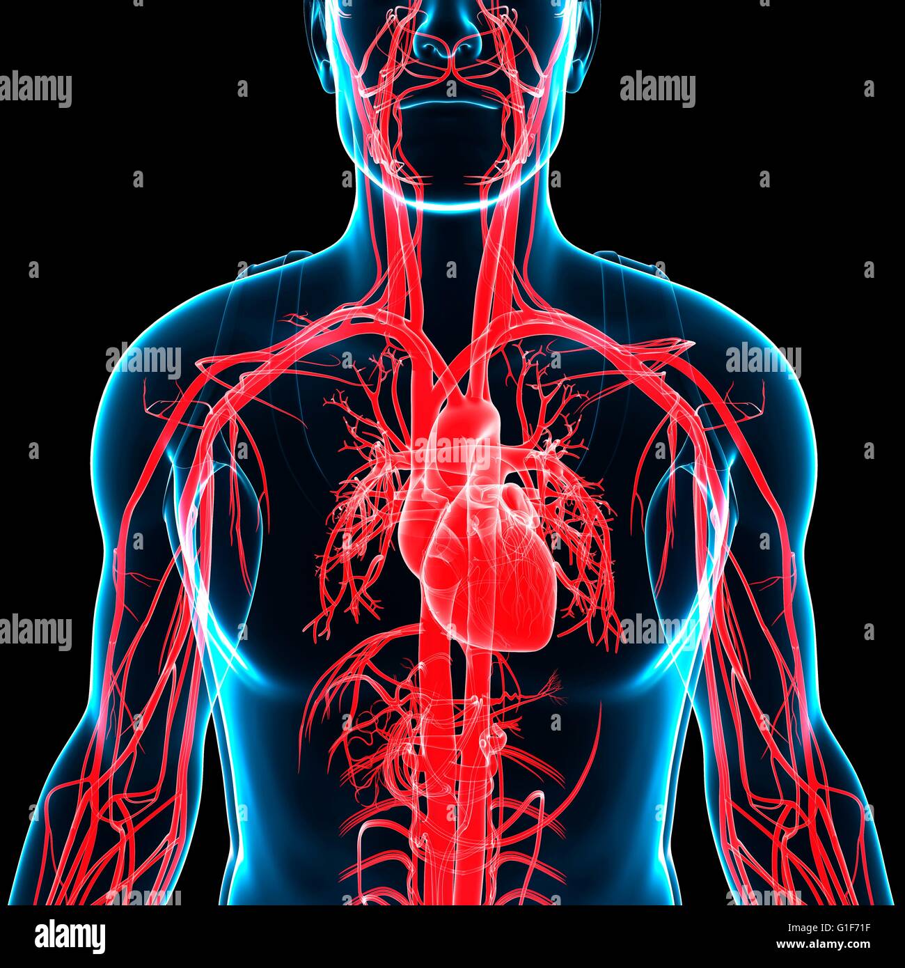Human heart and arteries, illustration Stock Photo - Alamy