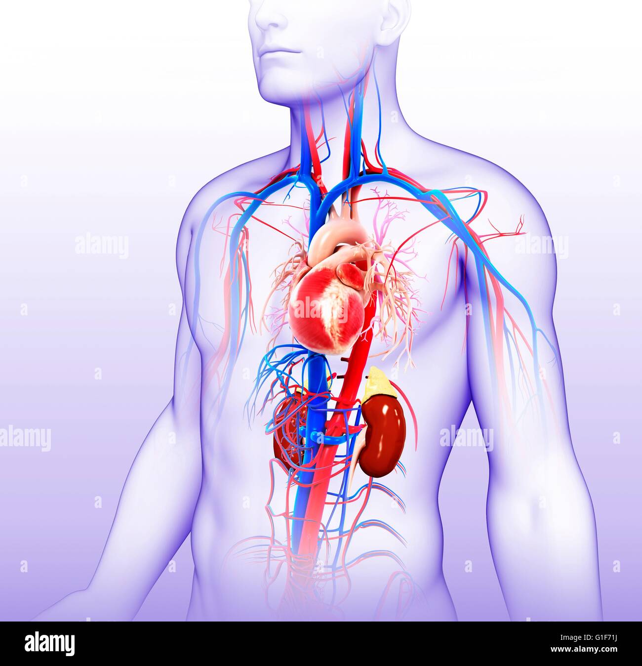 Human internal organs, illustration Stock Photo - Alamy