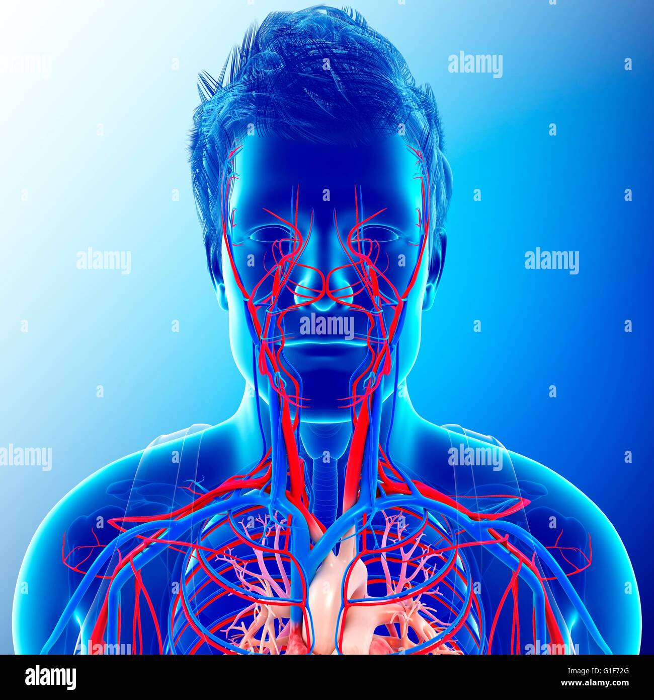Human vascular system, illustration Stock Photo - Alamy