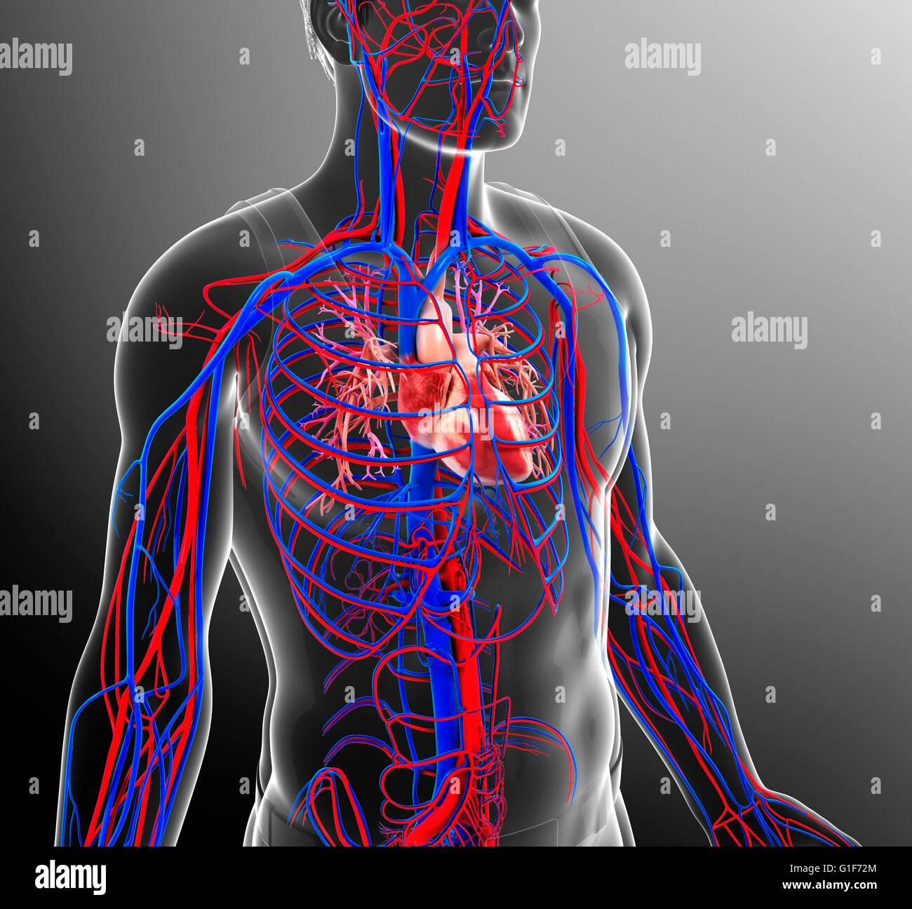 Human cardiovascular system, illustration Stock Photo - Alamy