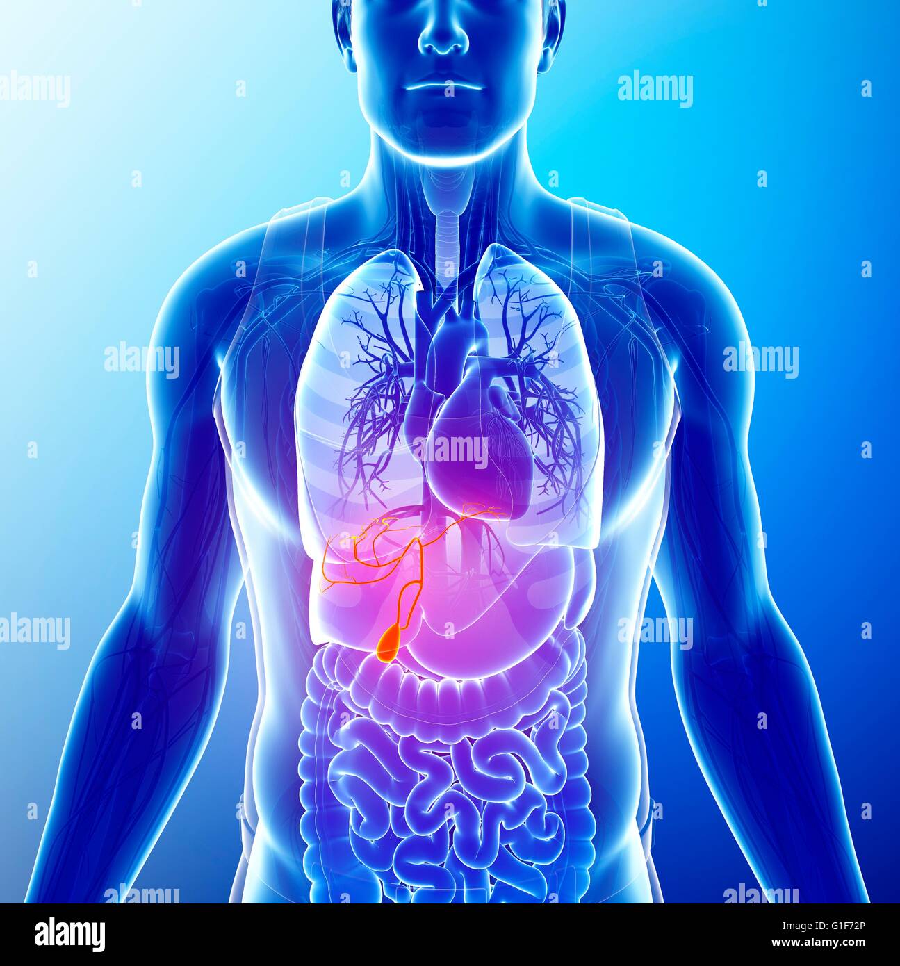 Human gall bladder, illustration Stock Photo - Alamy