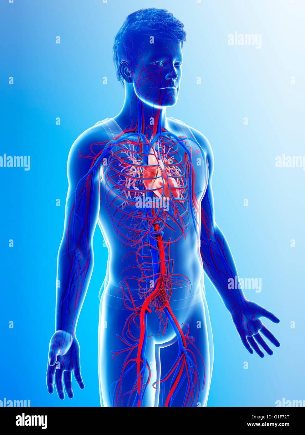 Human cardiovascular system, illustration Stock Photo - Alamy