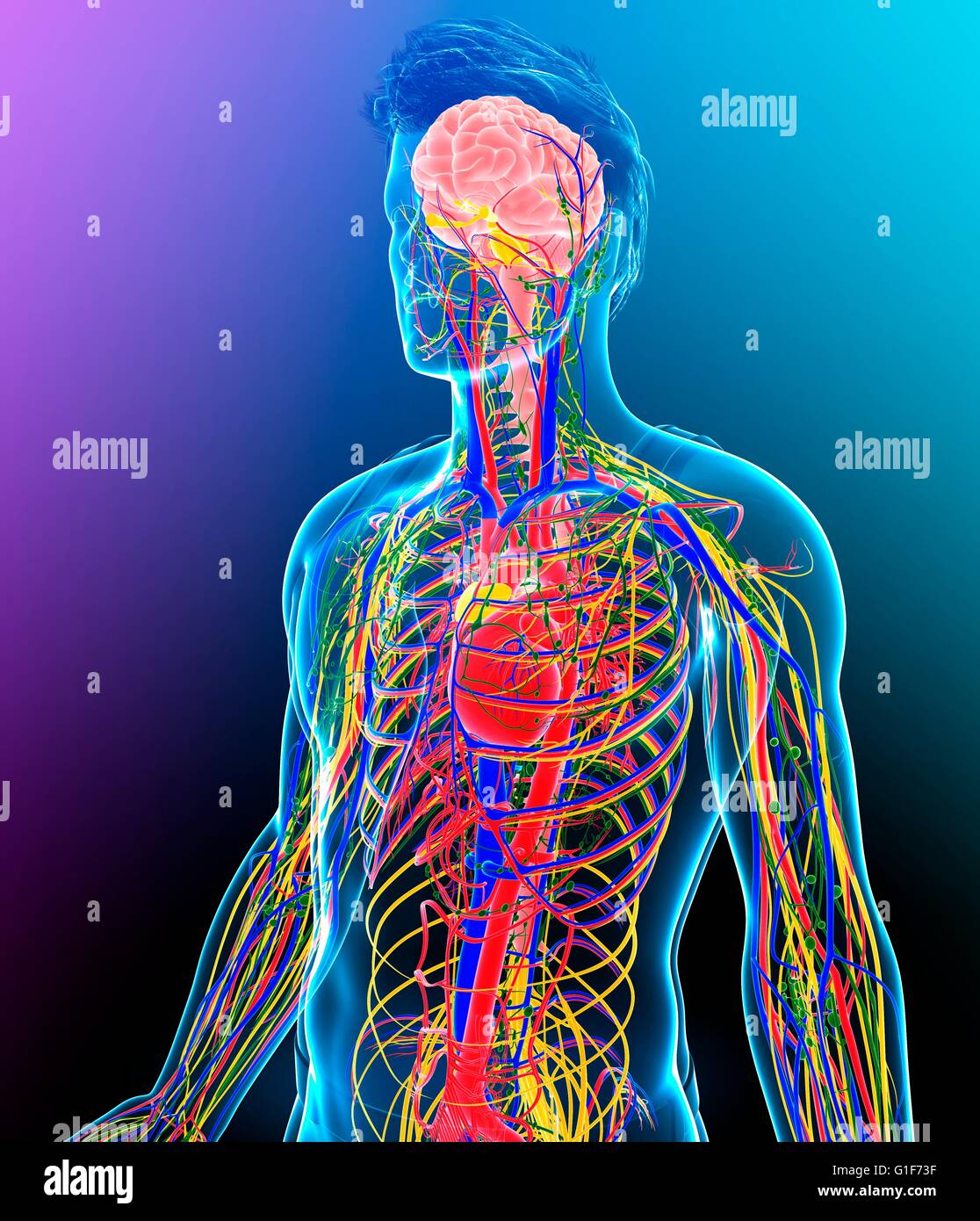 Human organ systems hi-res stock photography and images - Alamy
