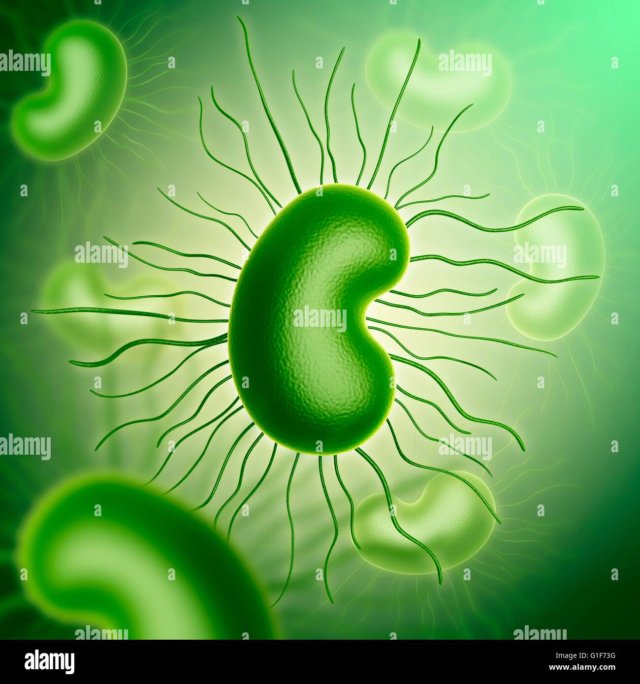E. coli bacteria, illustration Stock Photo - Alamy