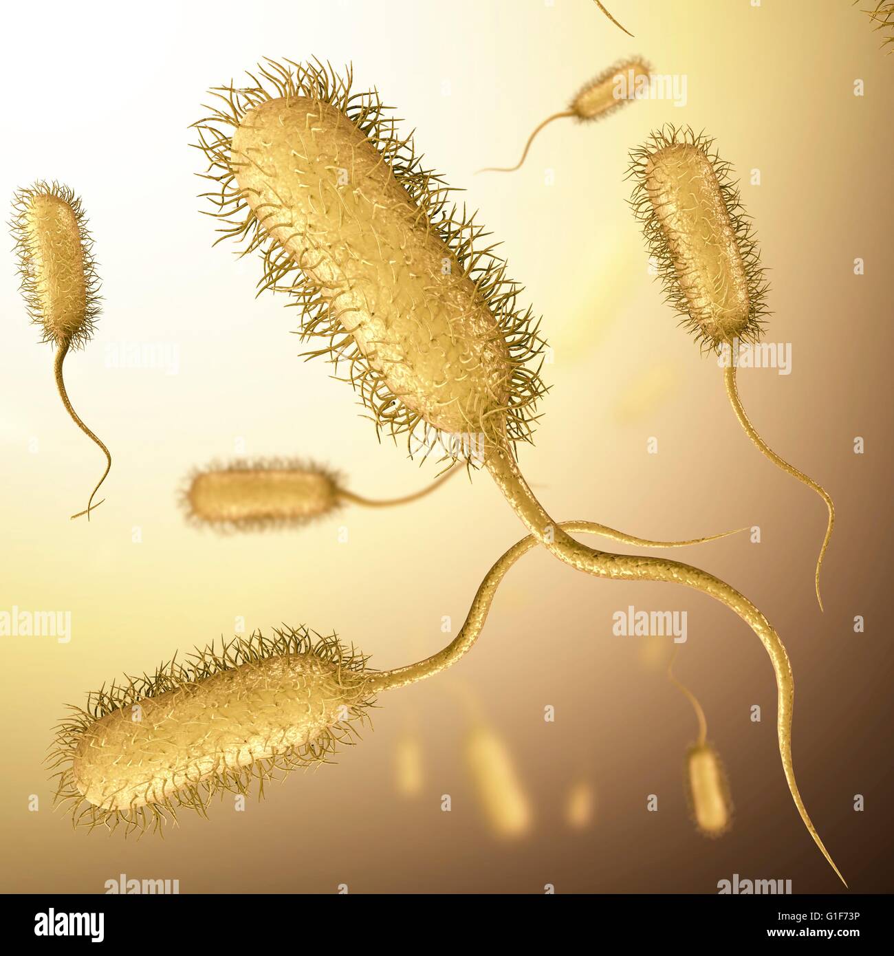 E. coli bacteria, illustration Stock Photo - Alamy