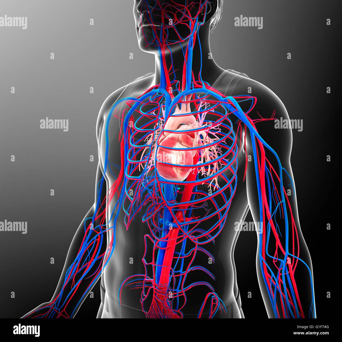 Human vascular system, illustration Stock Photo - Alamy