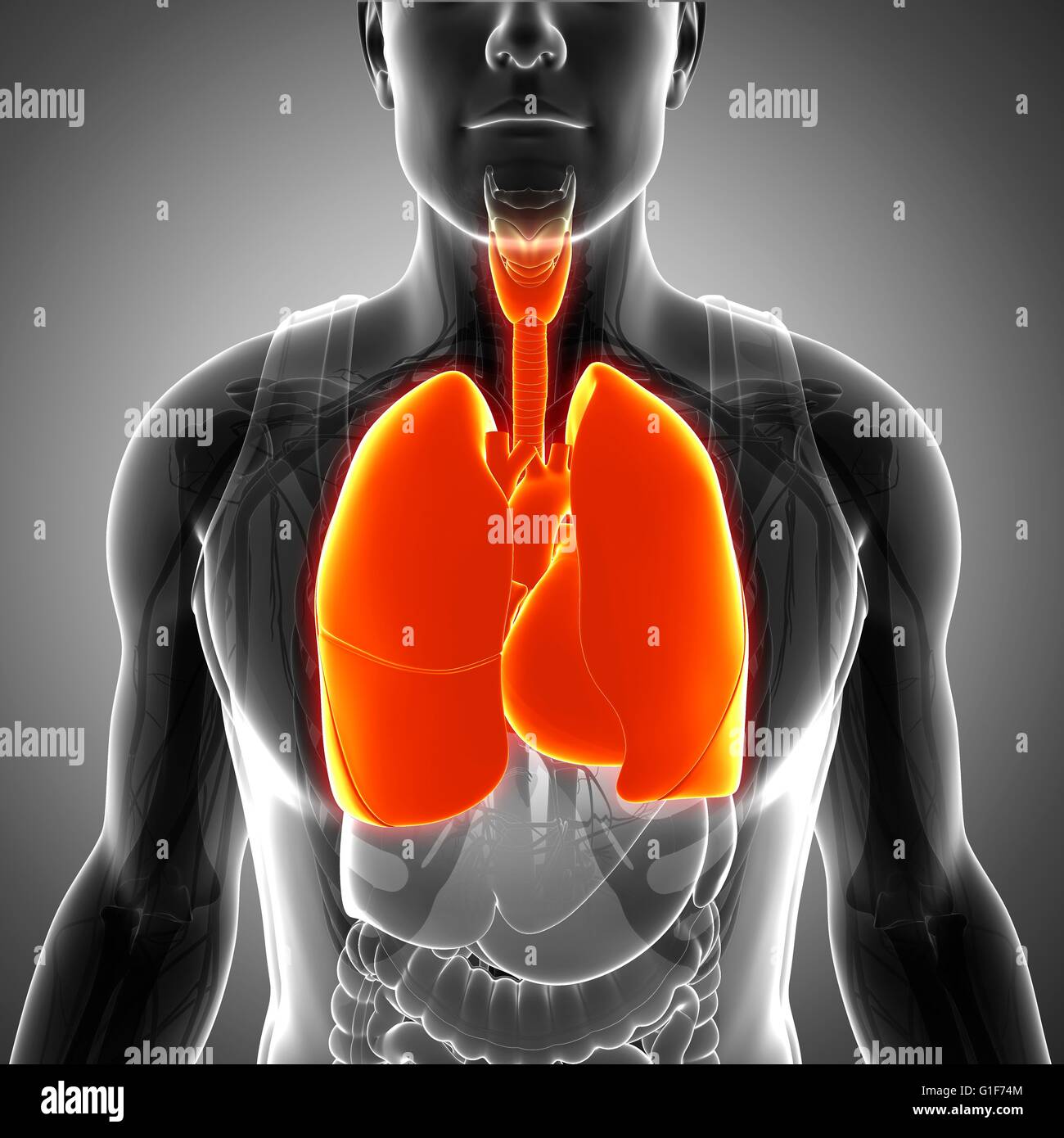Human lungs, illustration Stock Photo - Alamy