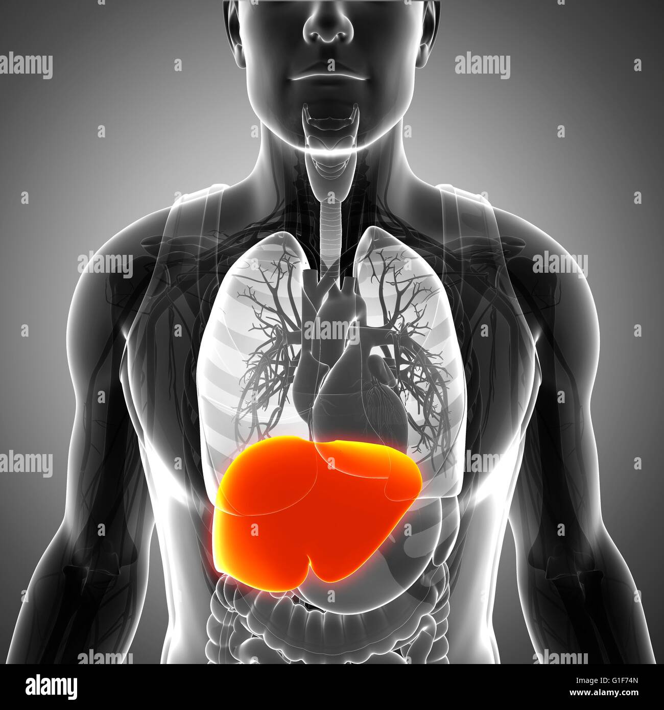 Normal liver human hi-res stock photography and images - Alamy