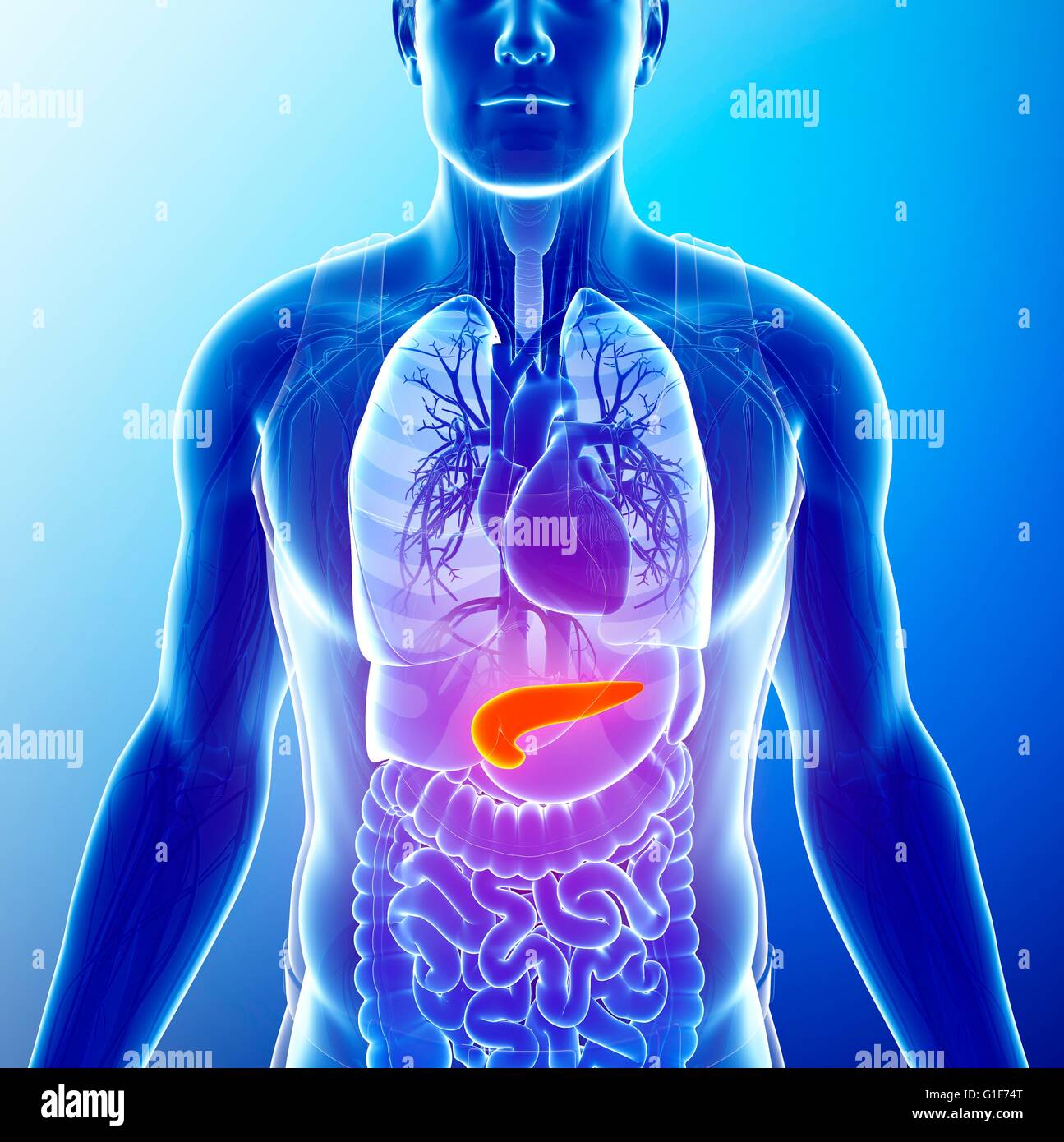 Human pancreas, illustration Stock Photo - Alamy