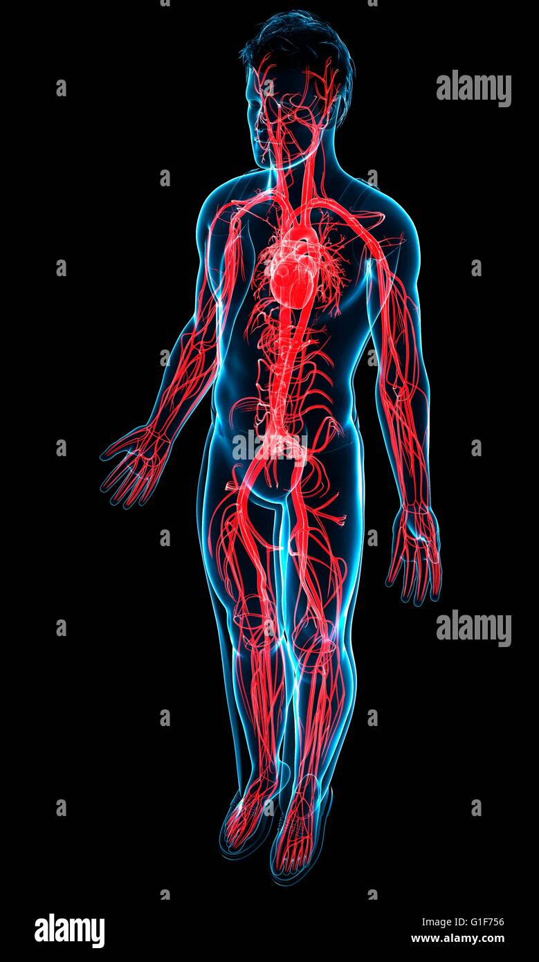 Human vascular system, illustration Stock Photo - Alamy