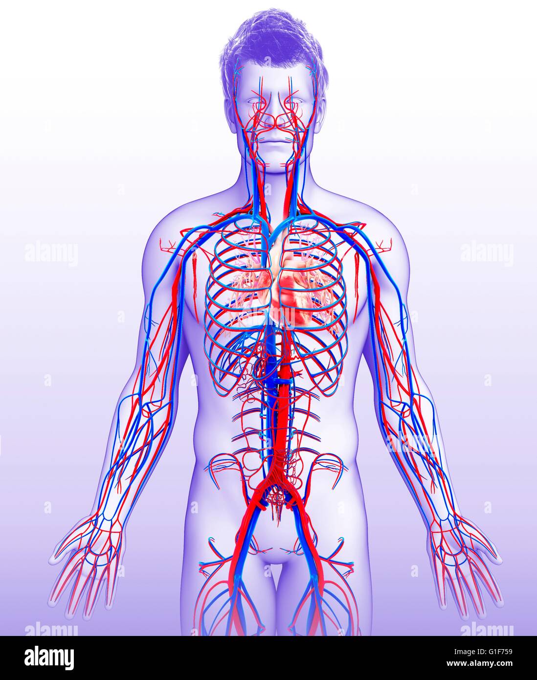 Human cardiovascular system, illustration Stock Photo - Alamy